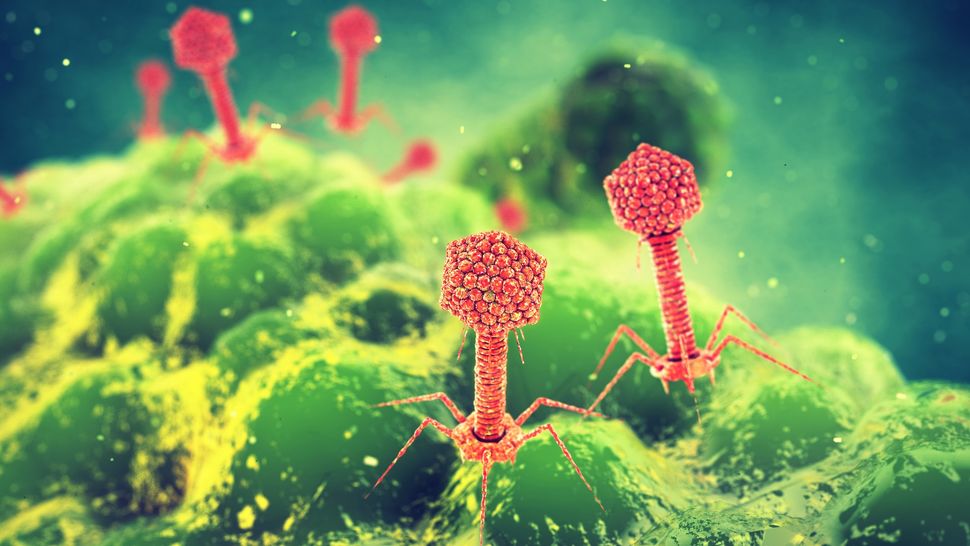 'This is not a new war': How the battle between viruses and bacteria ...