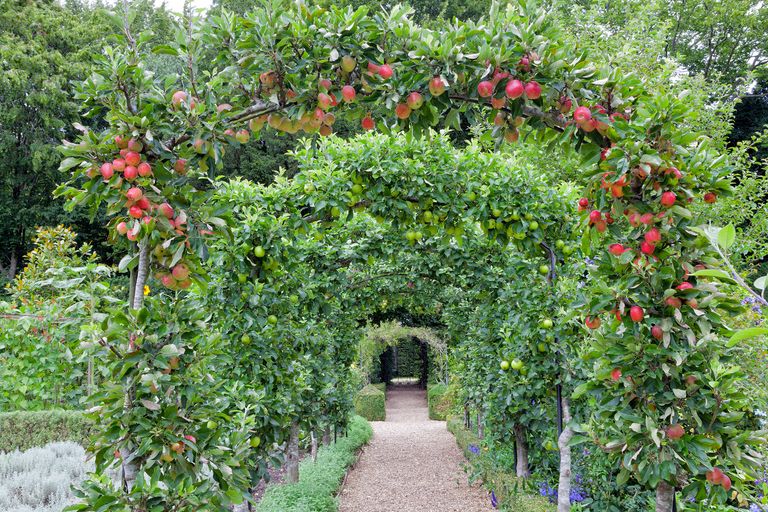 Vegetable garden trellis ideas: 18 ways to max your harvest | Homes and ...