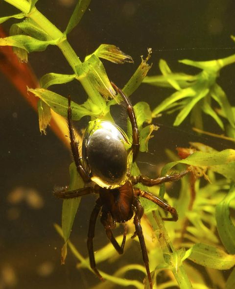 Underwater Gallery: Diving Spiders | Live Science