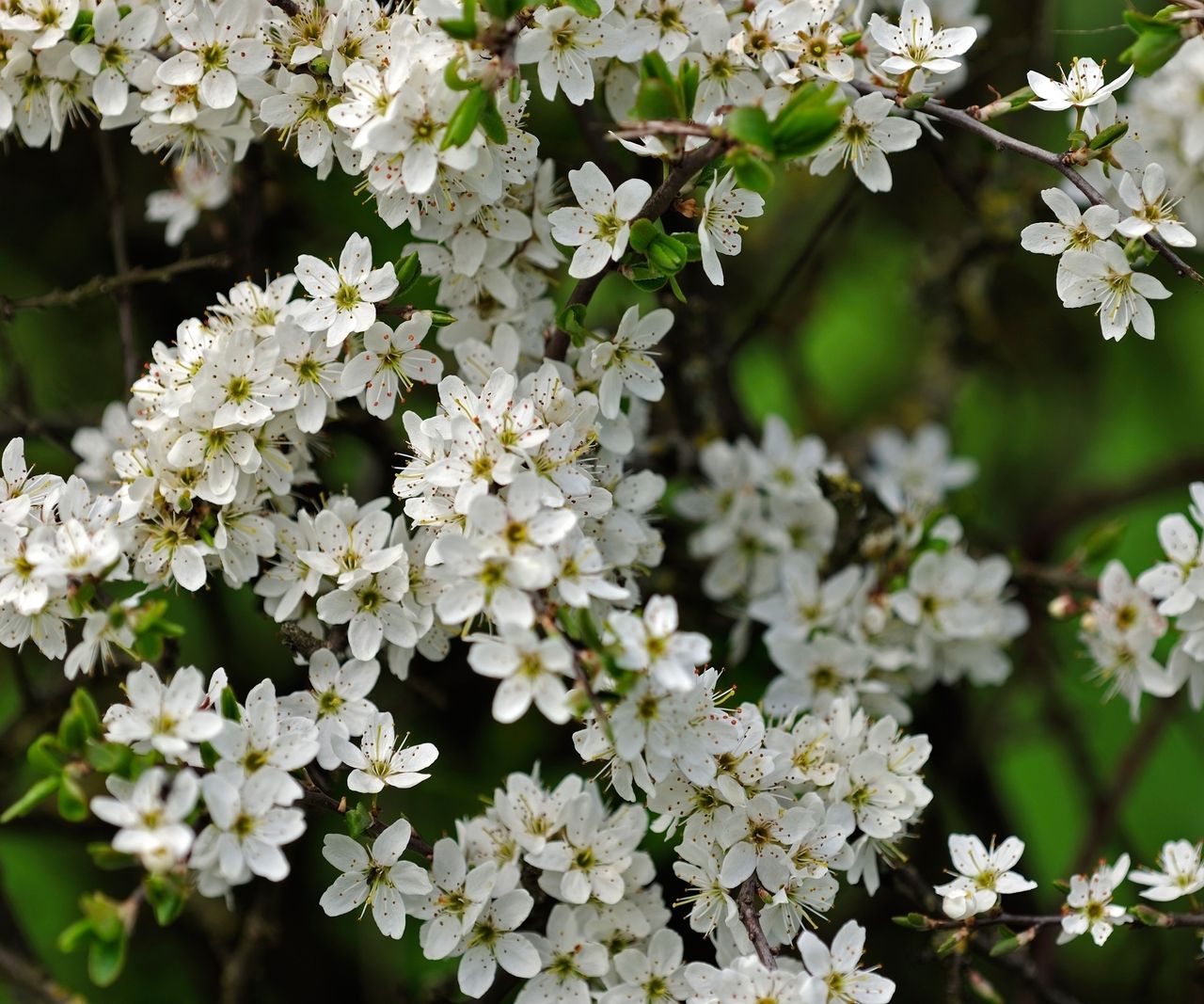 Intruder proof hedge plants: 10 ways to boost home security | Homes and ...