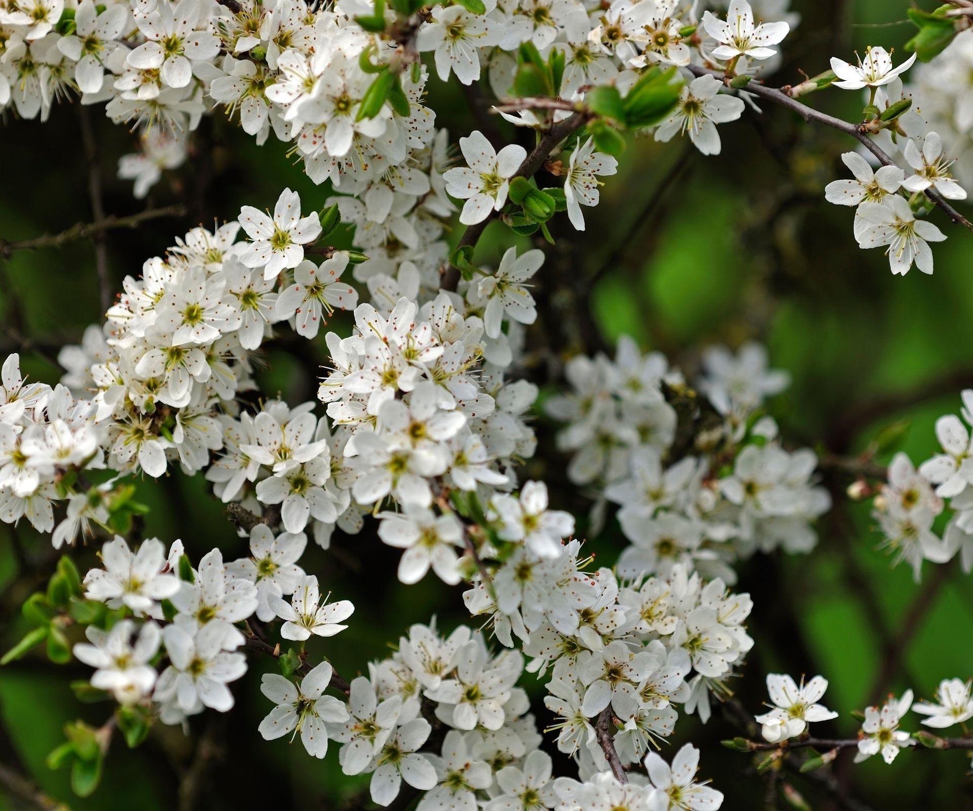 Intruder proof hedge plants: 10 ways to boost home security | Homes and ...
