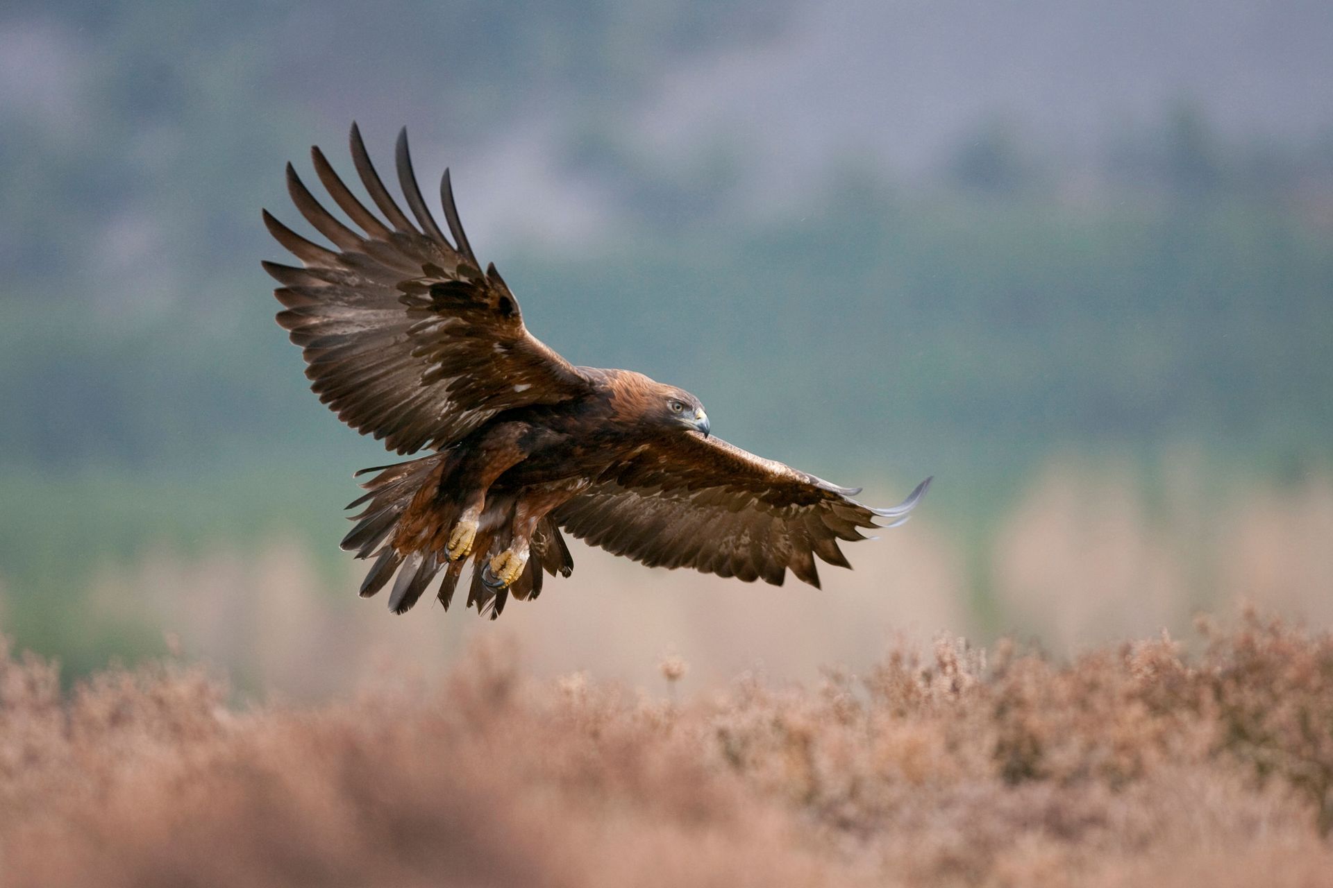 The golden eagle: One of the Great British public's favourite birds of ...