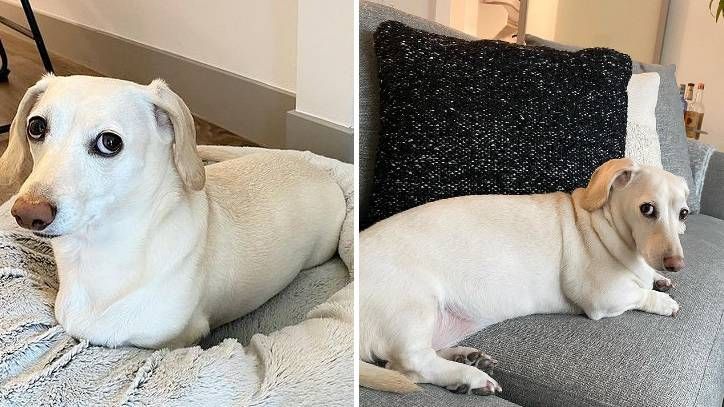 Meet The Internet s homophobic Dog Meme Star Who Isn t Who She Seems 