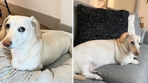 Meet the Internet's "homophobic dog" meme star who isn't who she seems ...