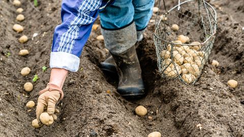How to plant potatoes and when to do it | Tom's Guide