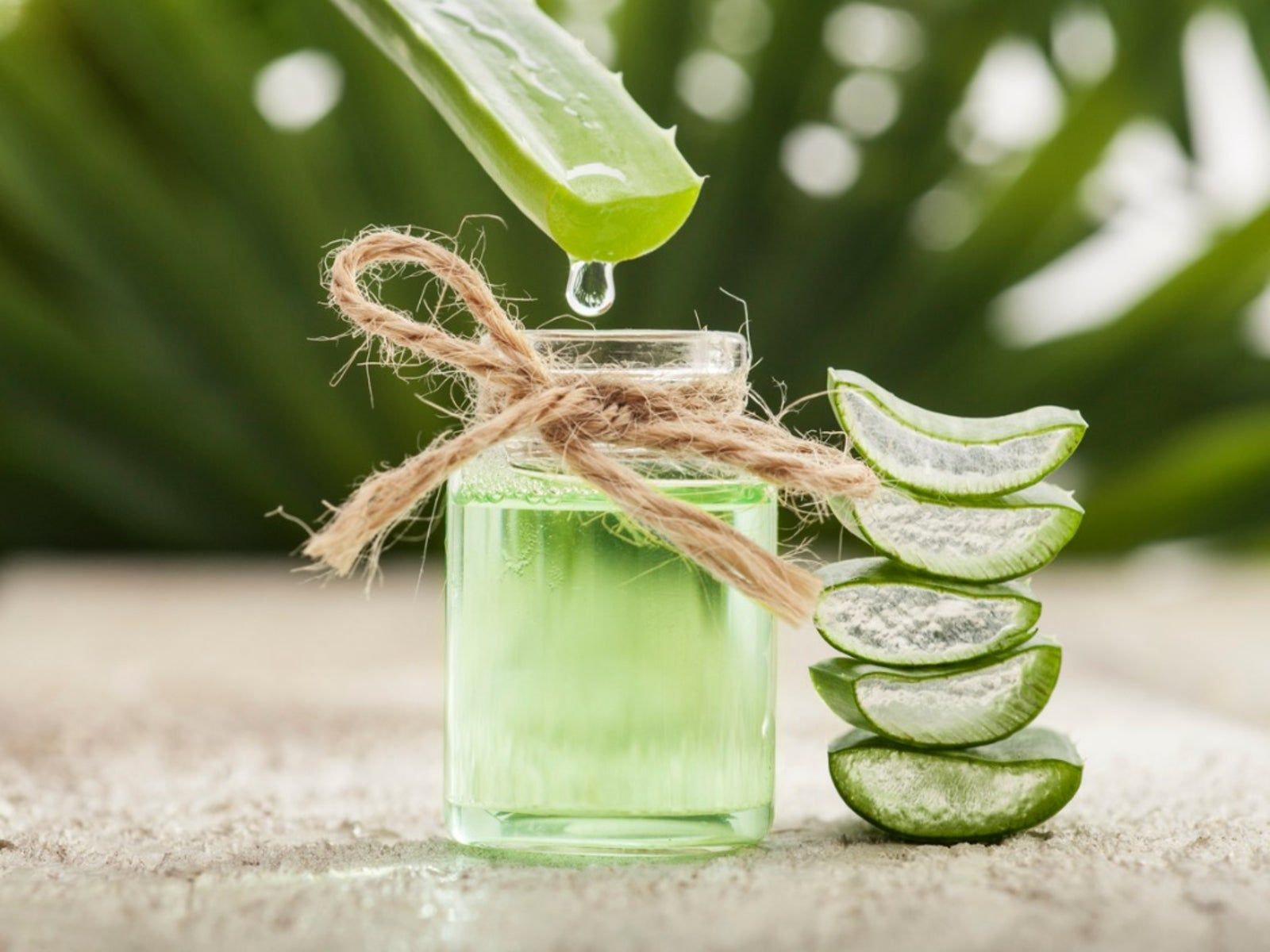 Uses For Aloe Vera Plants - Common Aloe Uses And Benefits | Gardening ...