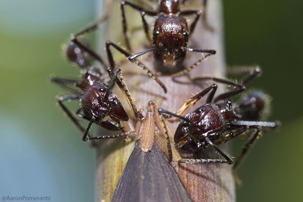 Photos: Butterflies Snag Goo from Unwitting Ants | Live Science