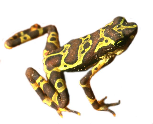 Photos: The New Amphibian Tree of Life | Live Science