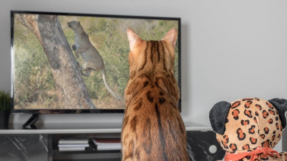 Why does my cat watch TV? An expert reveals the answer and whether it’s ...