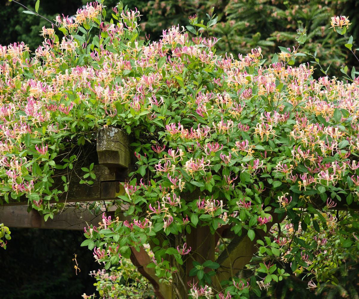 The best climbing plants for pergolas | Homebuilding