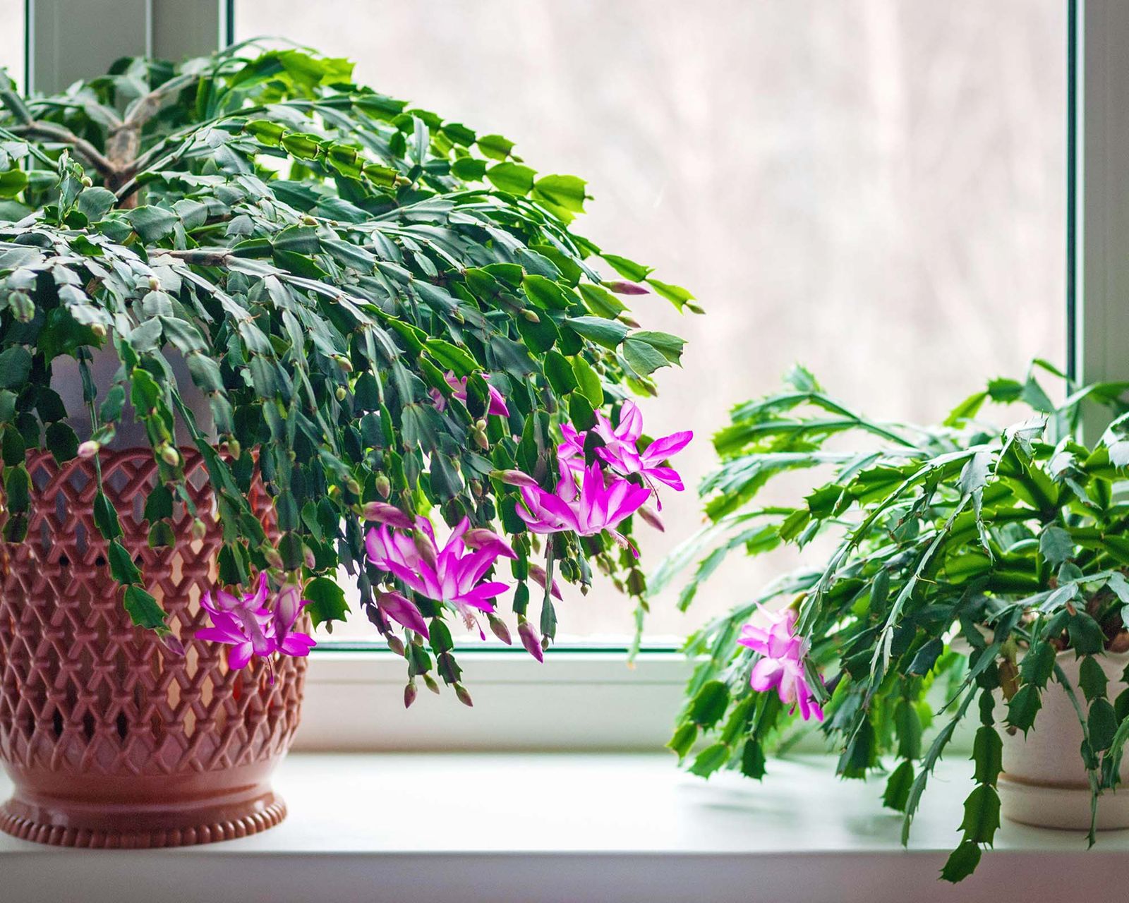 Thanksgiving Cactus Care: Grow Healthy, Flowering Plants | Gardening ...