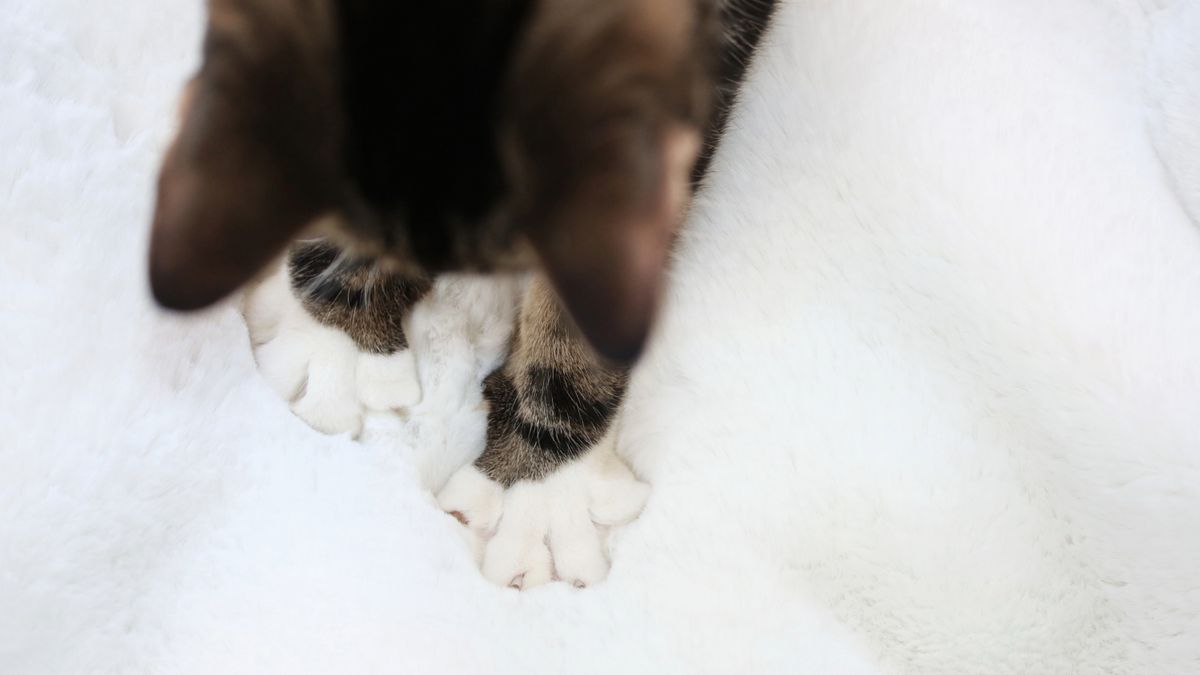 10 signs a cat is happy: How to know if your kitty is content | PetsRadar