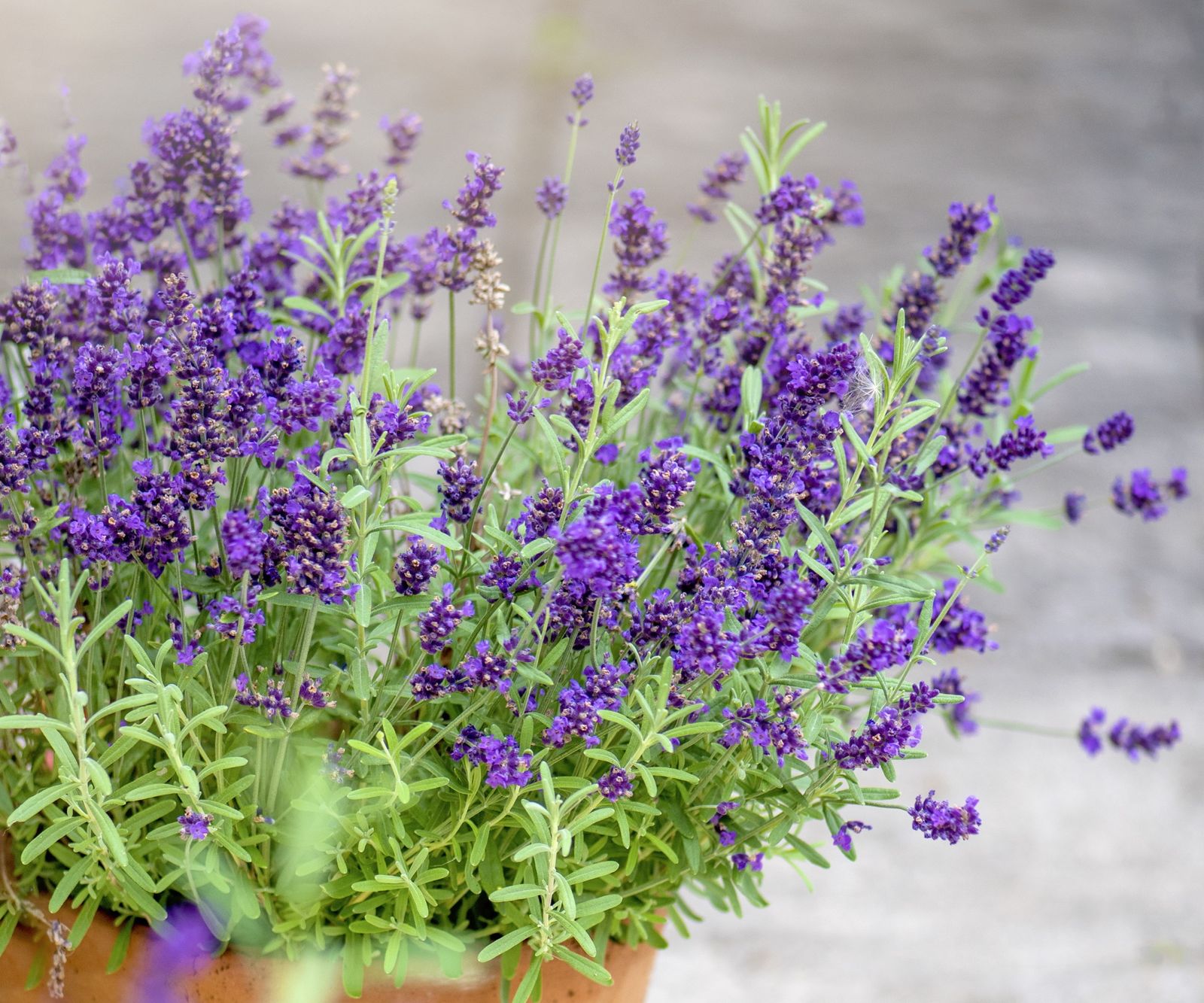 Best mouse repellent plants: 7 natural deterrents | Homes and Gardens