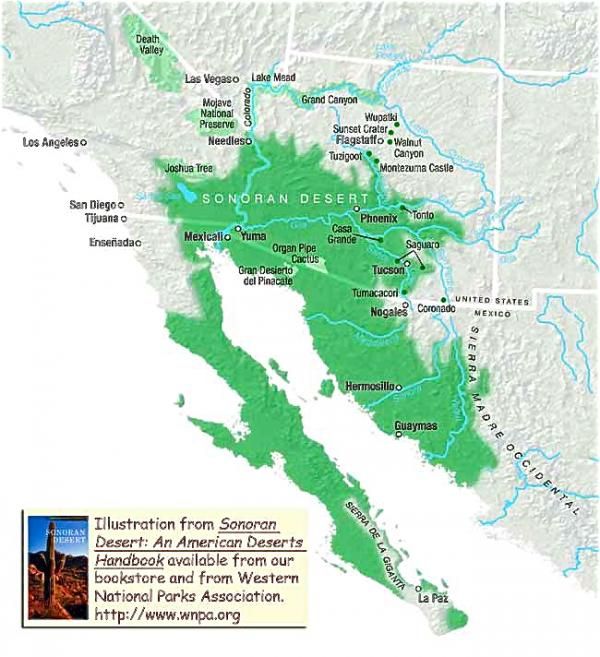 Springtime in the Sonoran Desert Images | Signs of Spring | Live Science