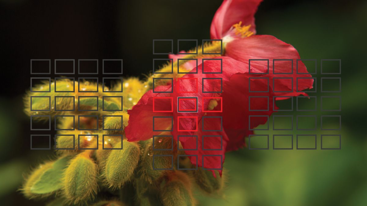 Home photography ideas: Shoot stunning fine art plant portraits in your ...