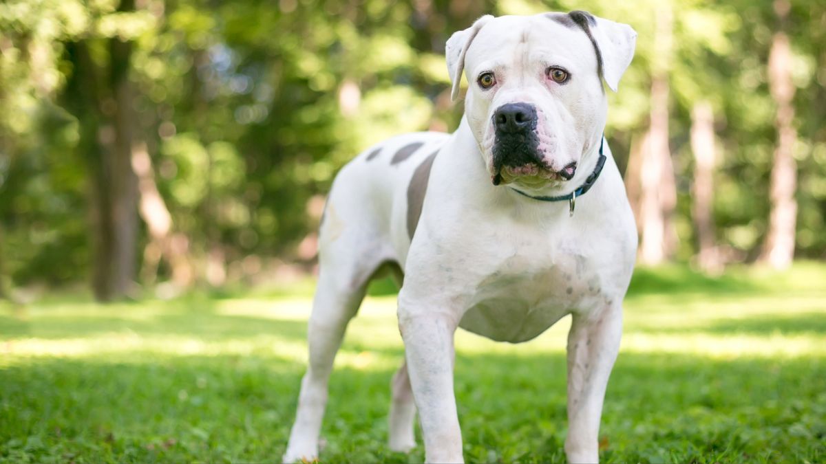 32 facts about American Bulldogs | PetsRadar