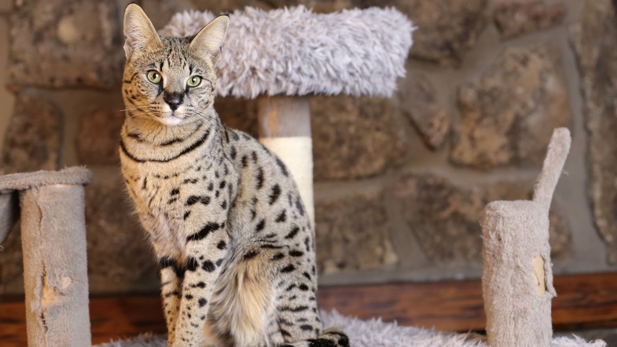 32 types of large breed cats | PetsRadar