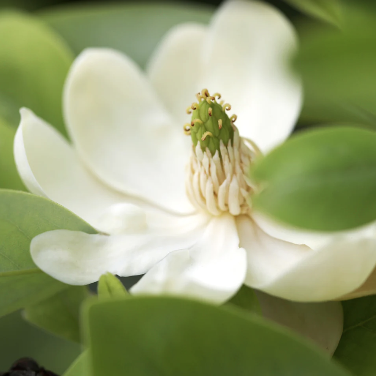 The 8 best trees to bring songbirds to your backyard | Livingetc