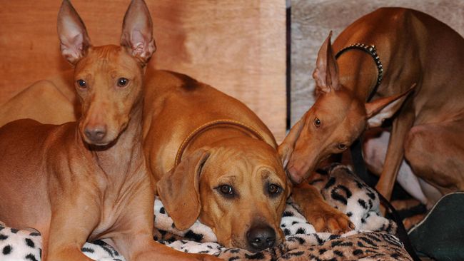 32 unpopular dog breeds | PetsRadar