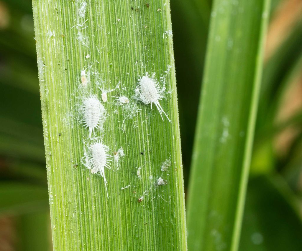 How to get rid of mealybugs: 4 expert-approved methods | Homes and Gardens