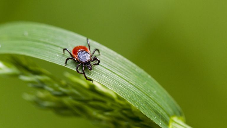 How biodiversity can repel and combat ticks: keep pests away | Homes ...