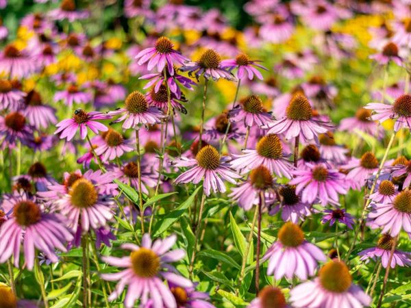 Tips & Information about Gardening By Region | Gardening Know How