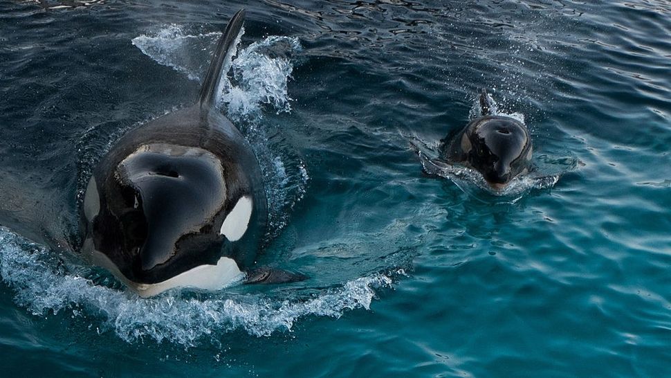 White Gladis the orca may have been pregnant when she started attacking ...