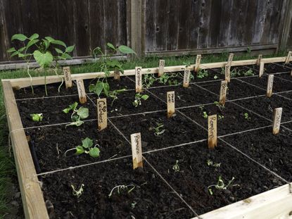 Explore Our Complete Guide To Growing Vegetables | Gardening Know How