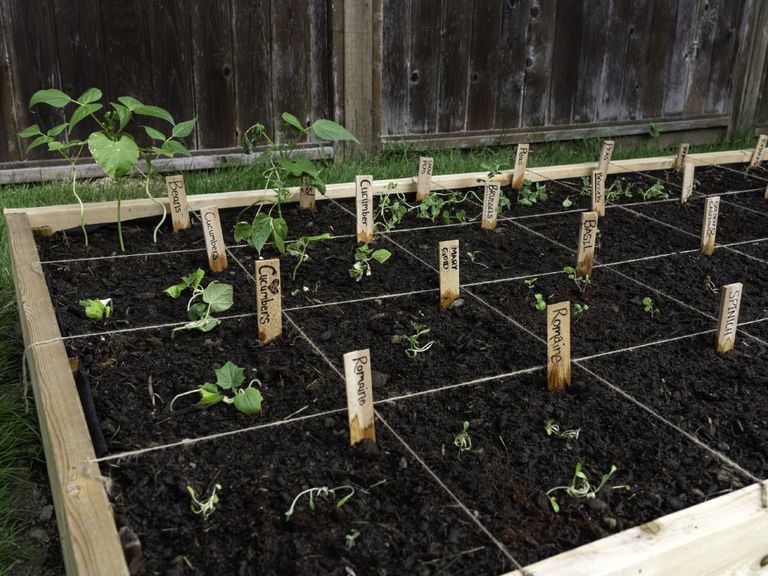 Explore Our Complete Guide To Growing Vegetables | Gardening Know How