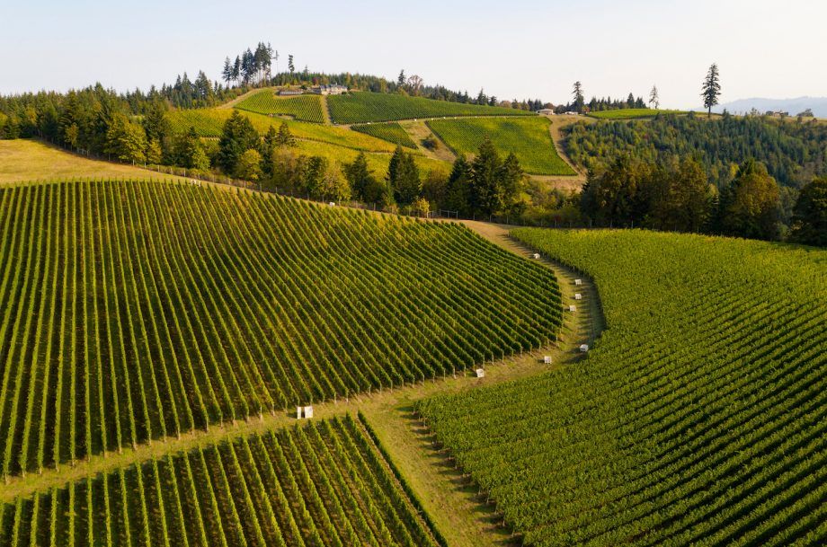 Willamette Valley Pinot Noir 2019: Vintage report and 30 wines | Decanter