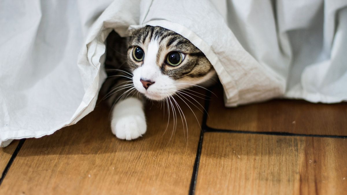 Why is my cat hiding under the bed? Vet reveals what this means and how ...