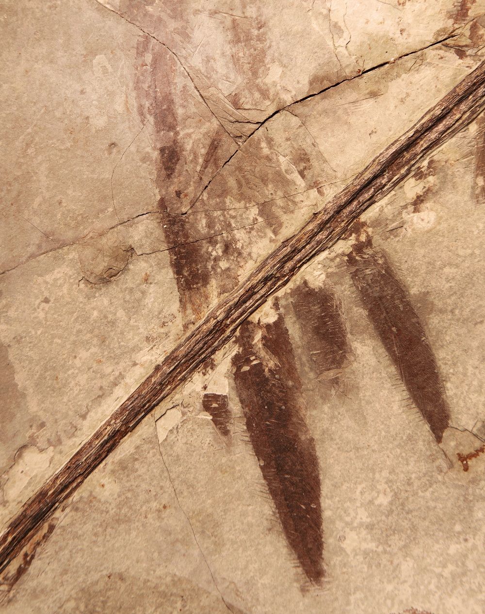 Tiny Dino: Reconstructing Microraptor's Black Feathers | Live Science