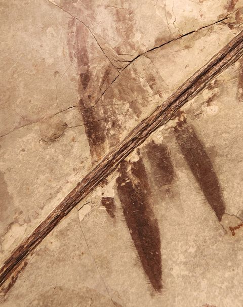 Tiny Dino: Reconstructing Microraptor's Black Feathers | Live Science