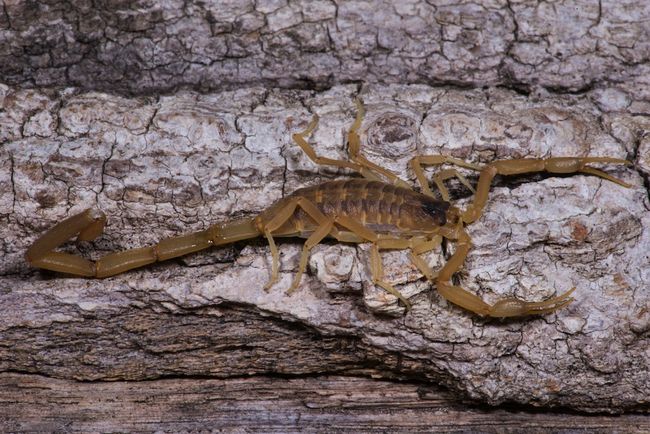 The Fiercer Sex: Why Female Scorpions Sting More Quickly | Live Science