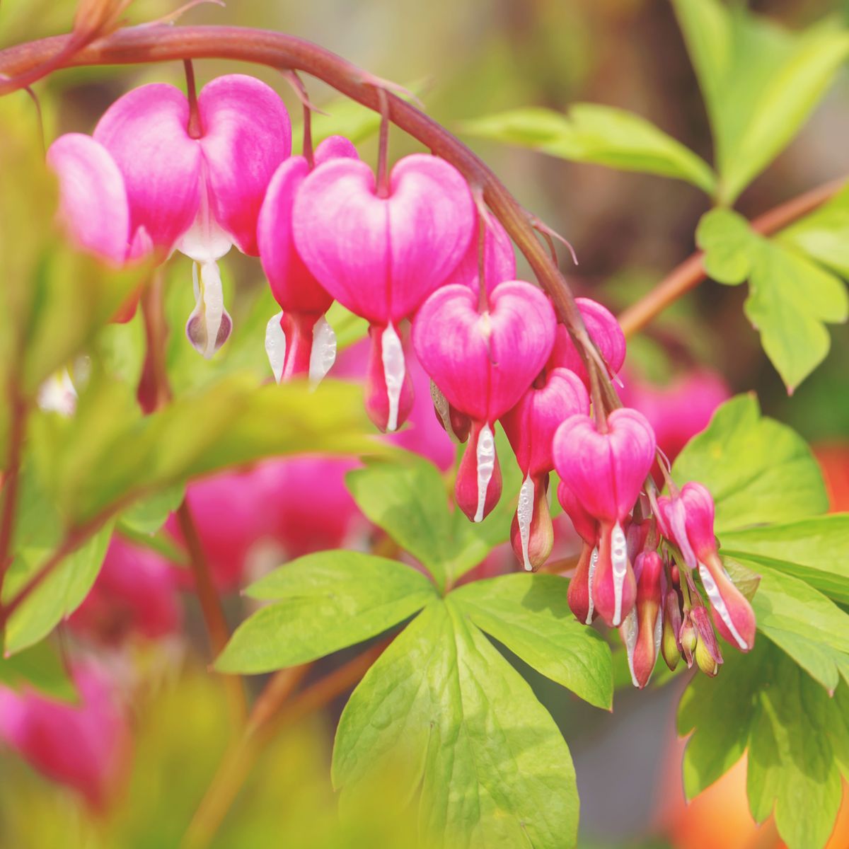 Super Hardy Perennials That Can Survive Extreme Cold | Gardening Know How