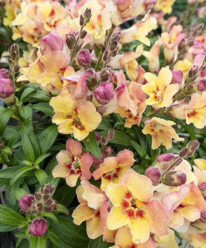 Snapdragons care guide: how to plant and grow antirrhinums | Gardeningetc