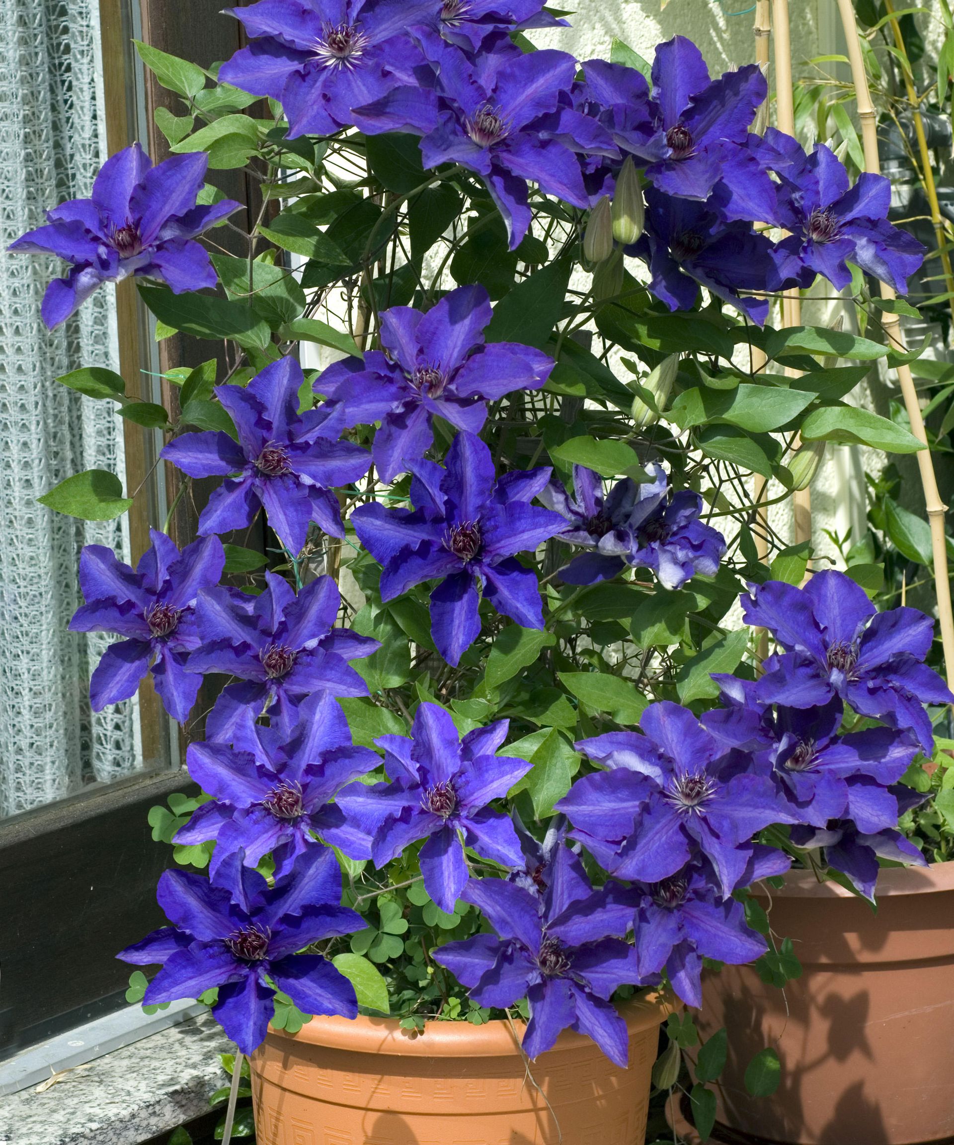 How to grow clematis in pots: expert tips for containers | Homes and ...