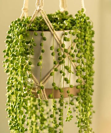 Best indoor hanging plants: 12 trailing varieties | Homes and Gardens