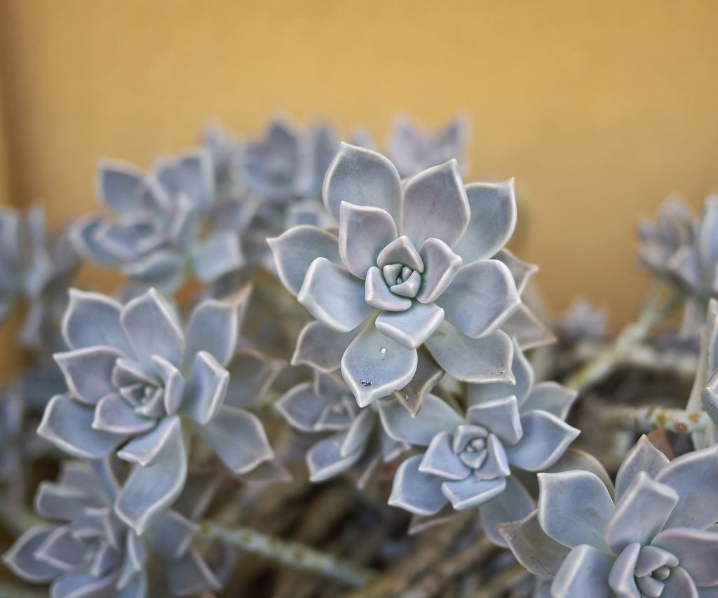How to grow and care for ghost plants | Homes and Gardens