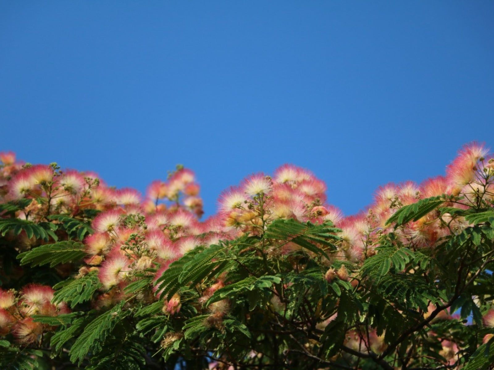 Albizia Silk Trees - Information On How To Grow A Silk Tree | Gardening ...