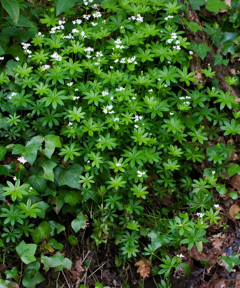 Fast-growing ground cover plants: 12 picks for quick results | Homes ...