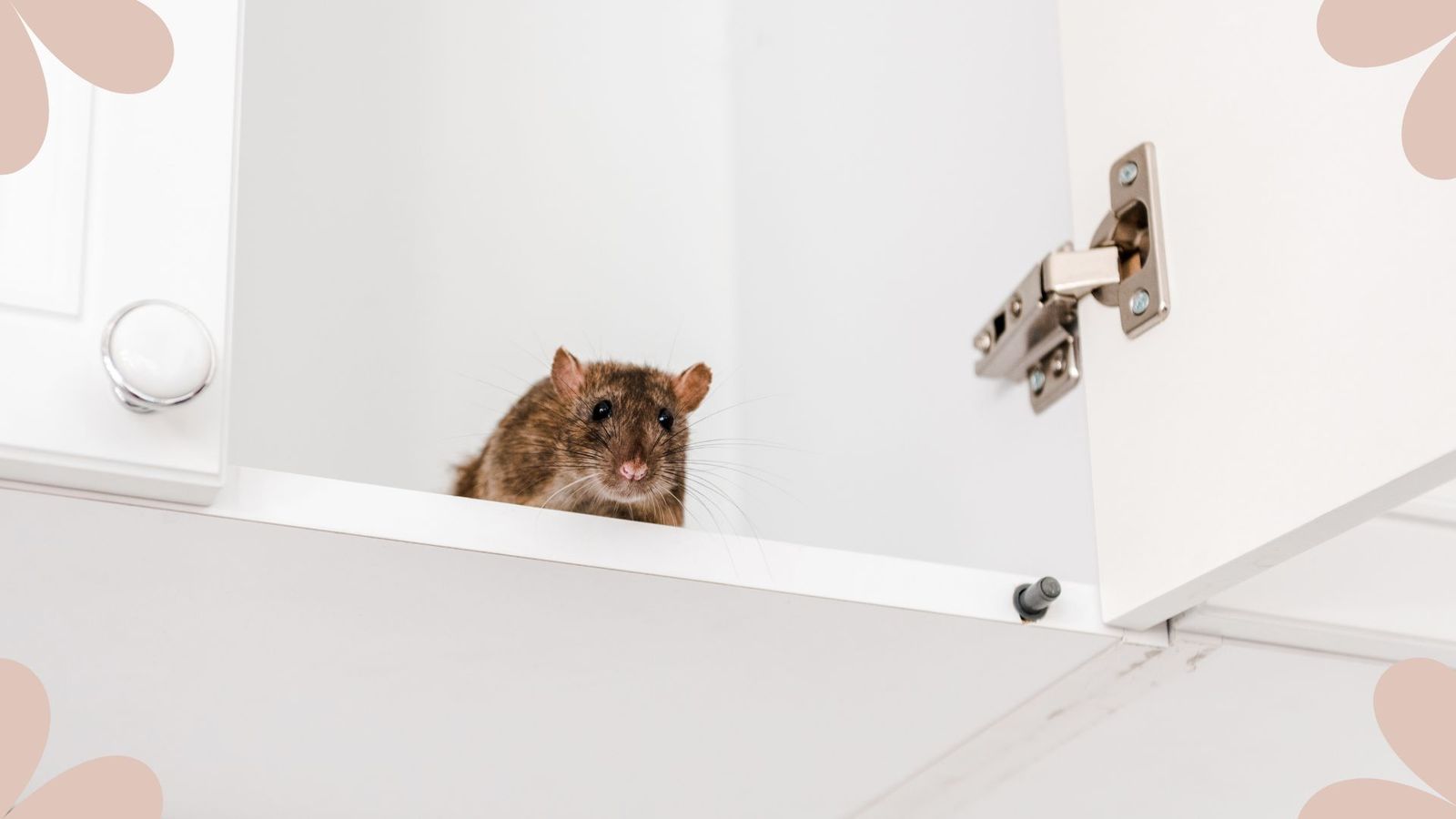 How to deter rats from your home: 6 pest control expert tips | Woman & Home