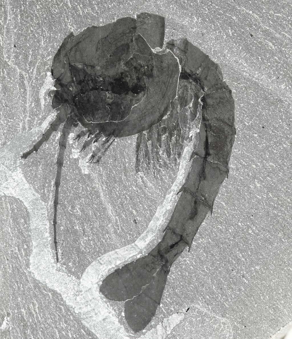 Photos: Ancient Shrimp-Like Critter Was Tiny But Fierce | Live Science