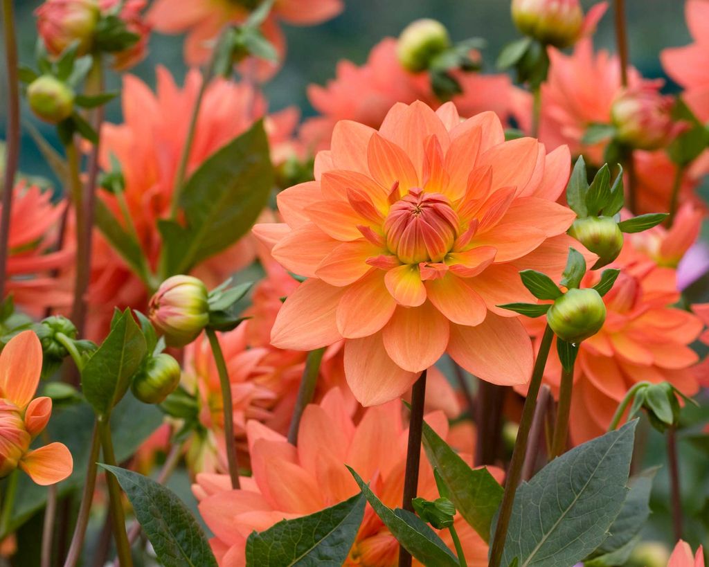 Why are my dahlias not blooming? 6 problems and solutions | Gardeningetc
