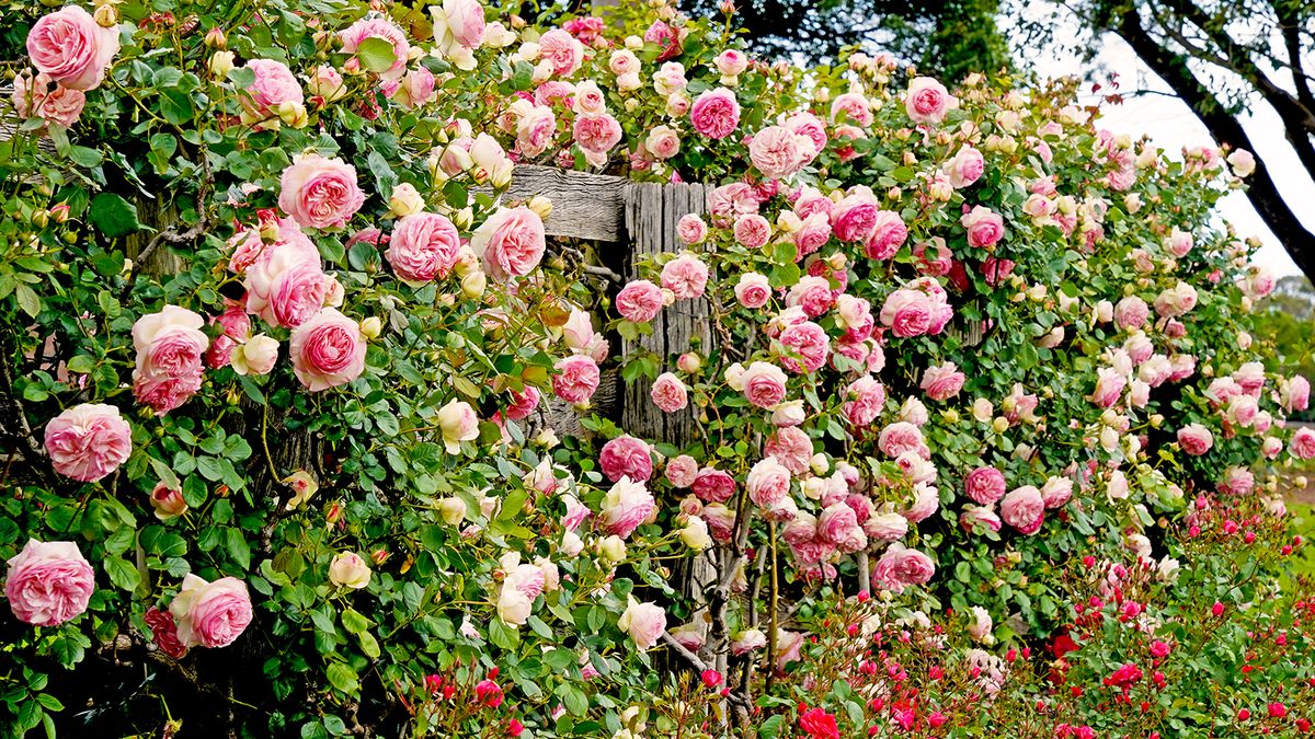Growing Climbing Roses: Expert Guide For Maximum Blooms | Gardening ...