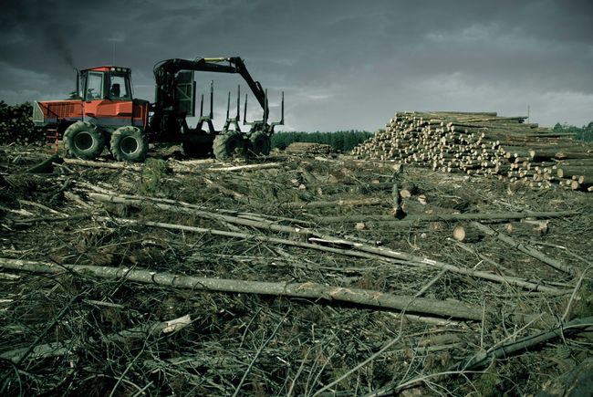 Deforestation: Facts about the widespread destruction of Earth's ...