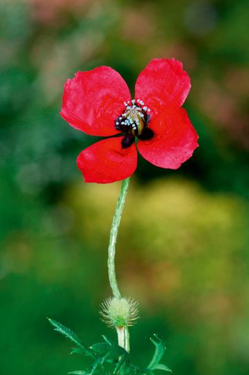 The six varieties of poppy every gardener needs to know | Country Life