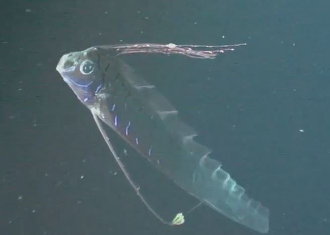Video Reveals Bizarre Deep-Sea Oarfish | Live Science