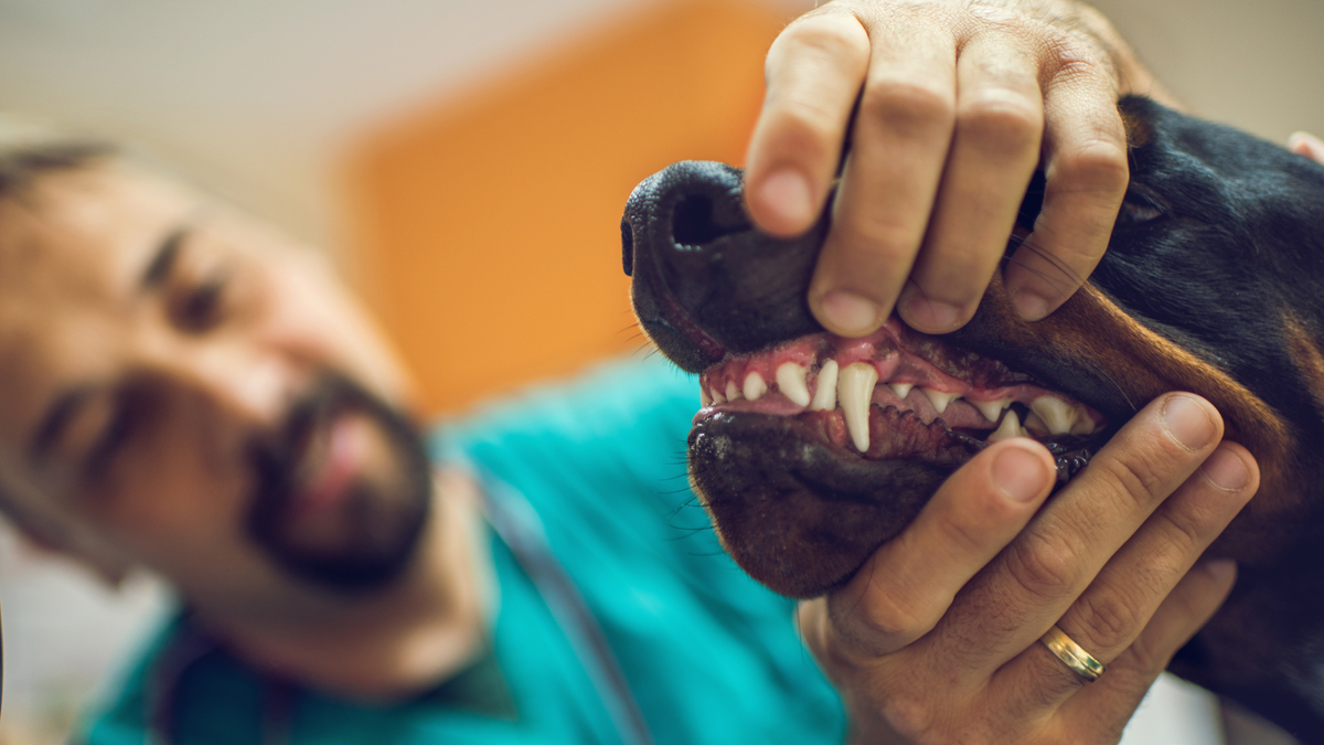 Von Willebrand disease in dogs | PetsRadar