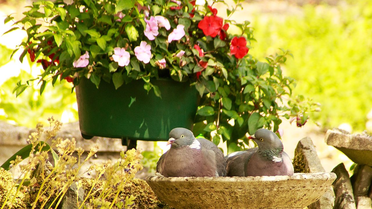How to protect garden birds from cats: 6 ways | Homes and Gardens